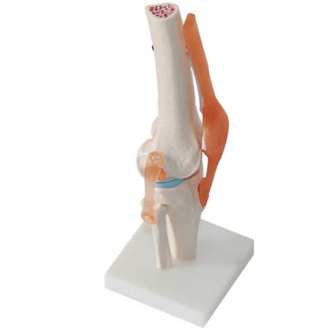 Buy Knee Joint Model Functional Human Joint Anatomy Human 11 Size Knee Joint Simulation Model