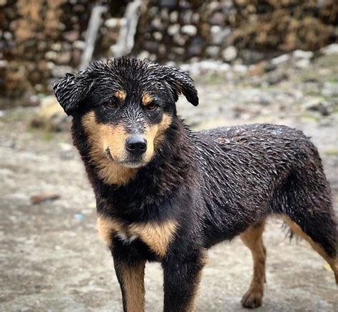 Himalayan Mountain Dog In Sikkim India