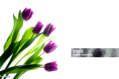 백 라이트와 흰색 배경에 고립 된 아름 다운 보라색 0명에 대한 스톡 사진 및 기타 이미지 0명 3월 5가지 개체 Istock