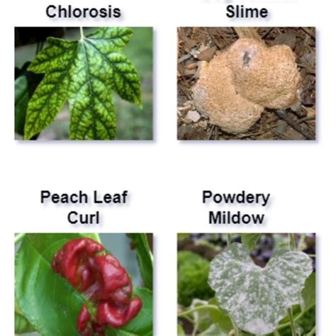 Plant Disease Dataset Kaggle