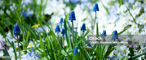 봄 여름 배경 피 블루 히 아 신 스는 태양에 녹색 숲 사이의 빈 터에 0명에 대한 스톡 사진 및 기타 이미지 0명 계절 꽃 식물 Istock