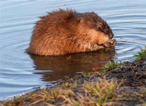 Muskrat