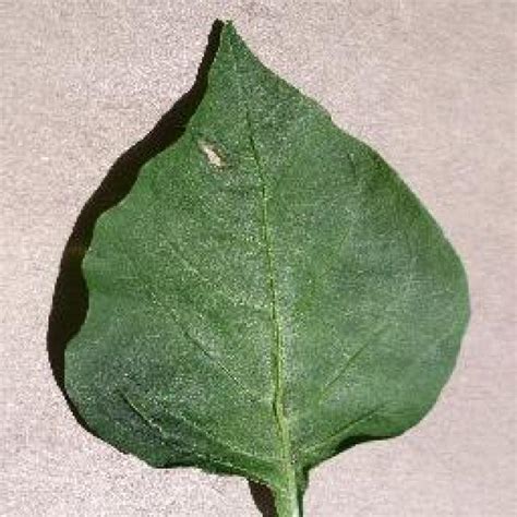 Plant Disease Detection Classification Dataset By Plant Disease Detection