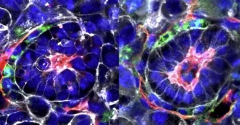 복제인간이 현실로정자·난자 없이 인공 인간배아 만들어냈다