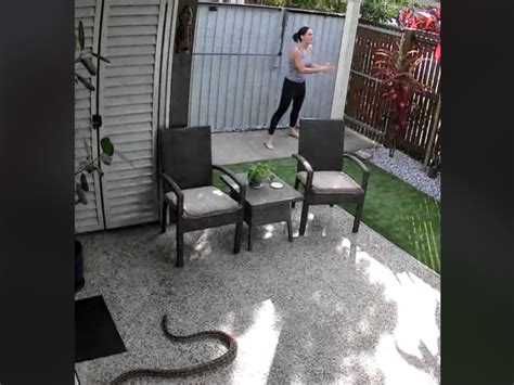 Homeowner Shrieks As Python Attacks Cat