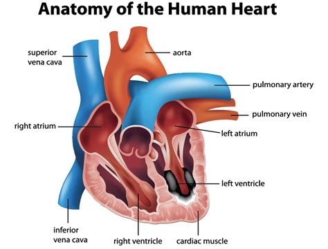 Keep Your Cardiac Cath Coding Compliant Aapc Knowledge Center