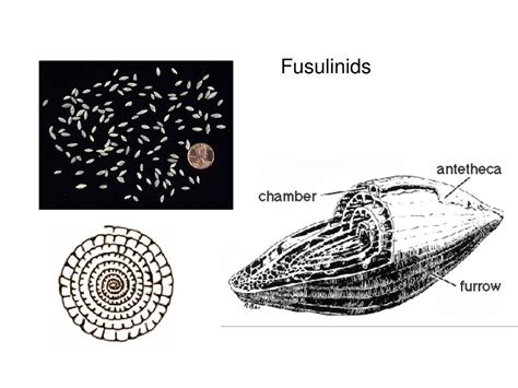 Ppt Fossil Protista Powerpoint Presentation Free Download Id 5793277