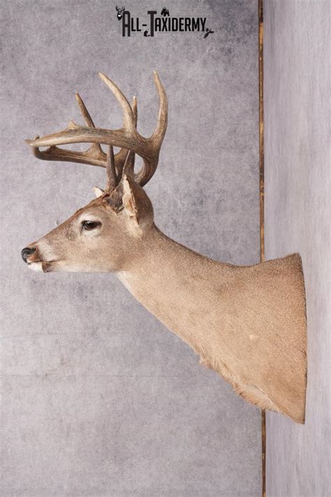 Coues Deer Taxidermy Shoulder Mount Sku 2785 All Taxidermy