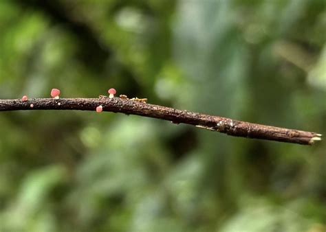 Fungus On Tumblr