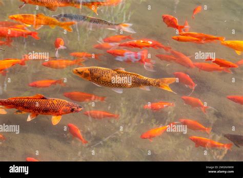 Goldfish Carassius Auratus And Koi Cyprinus Carpio Carpio In Pond