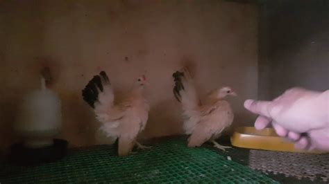 Puteri Sejinjang YouTube