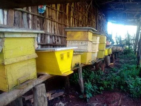 Ethio Article On Twitter Rt Eadevcouncil Tone Deaf Is The Most