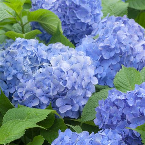 Thompson And Morgan Hardy Perennial Hydrangea Macrophylla Blue Danube