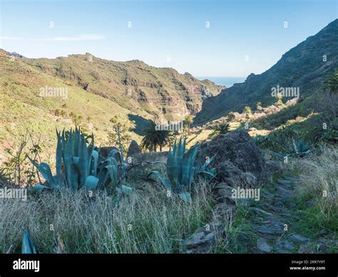 Scenic Landscape At Hiking Trail Through Barranco De Guarimiar Gorge