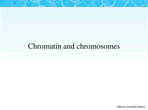 Ppt Chromatin And Chromosomes A Comprehensive Guide Powerpoint