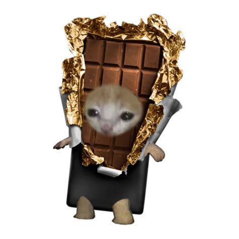 The Chocolate Cat 🍫 Chocolate Cat Crazy Cats Cat Memes