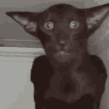 Scared Meme