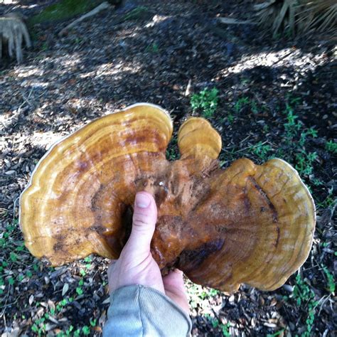 Ganoderma Zonatum Evan S Mycology Guide · Inaturalist