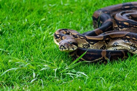 Premium Photo A Python Is Curled Up In The Grass And Has A Long Tail Premium Photo A Python Is Curled Up In The Grass And Has A Long Tail