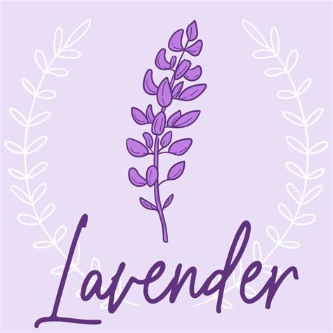 Lavender Strain Greenbudguru
