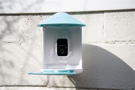 Netvue Birdfy Smart Bird Feeder Camera Review Birdwatching From Your