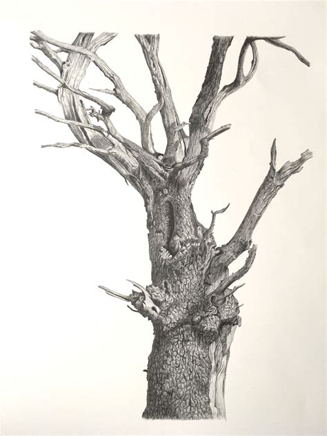 Detailed Tree Drawing