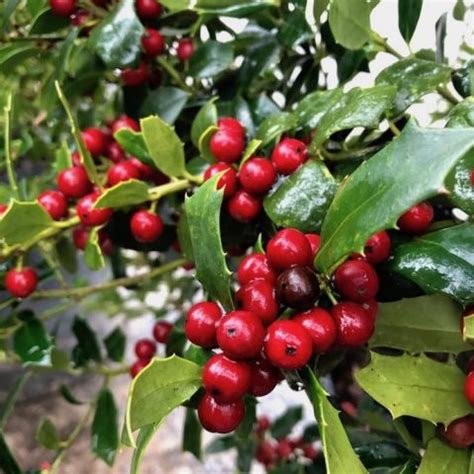 Ilex X 10 90 Christmas Jewel Kiefer Nursery Trees Shrubs