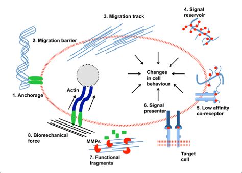 Various Functions Of The ECM Adapted From Lu Et Al ECM Download Scientific Diagram