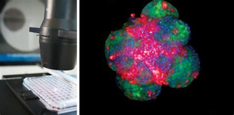 novel 3d cell culture systems