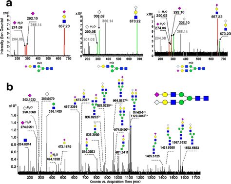Targeted Msms Of Sialylated N Glycans In Rat Serum A Characteristic Download Scientific