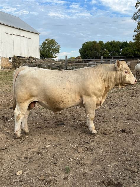 Bulls Wright Livestock