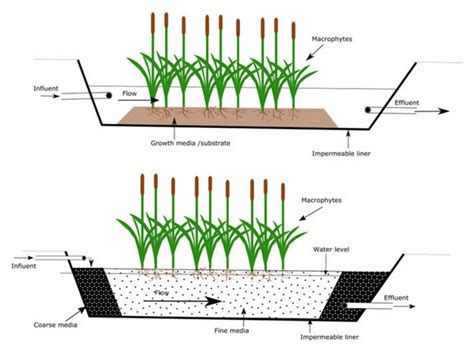 Aquatic Phytoremediation