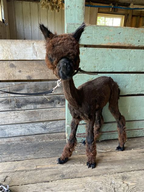 Meet Our Newest Addition Zuma Scrolller