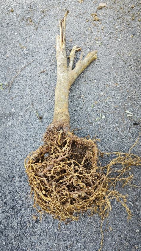 Uprooted Plant With Infected Root Knot Nematodes Stock Image Image