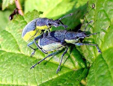 Долгоносик Chlorophanus viridis (Linnaeus, 1758) - автор фото Н.В.Борисова