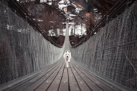 Intersecting Lines In Nature