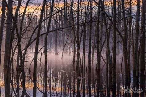 A New Jersey Pine Barrens Ghost Forest Richard Lewis Photography