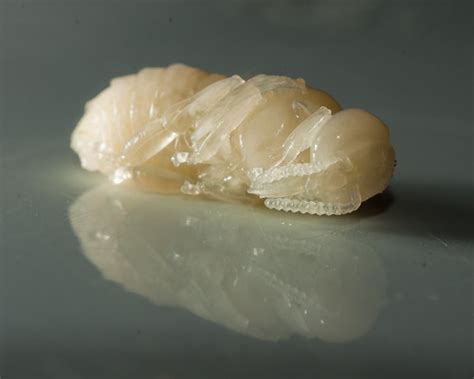 Whats Going On Behind That Capped Cell Urban Beekeeping In Austin