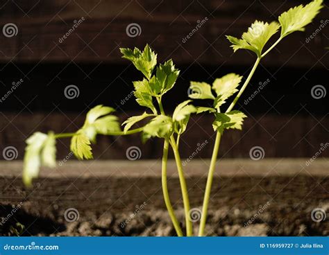 Celery Bush Green Leaf Garden Sunlight Agriculture Stock Image Image Of Nature Sunlight