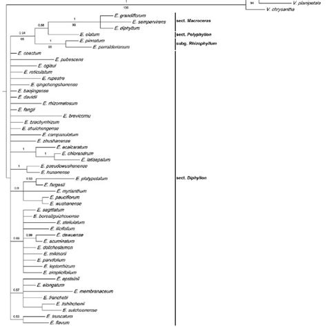 the 50 majority rule consensus tree resulting from bayesian