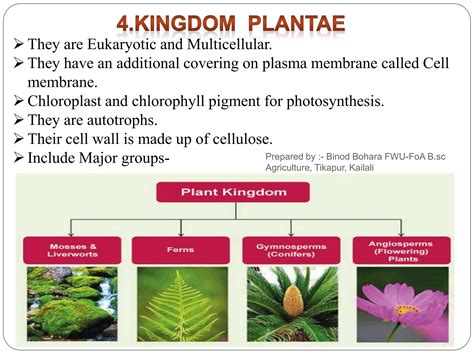 Kingdom Classificationcarolus Linnaeus Proposed The Two Kingdom Classification Scheme In 1758 Kingdom Classificationcarolus Linnaeus Proposed The Two Kingdom Classification Scheme In 1758