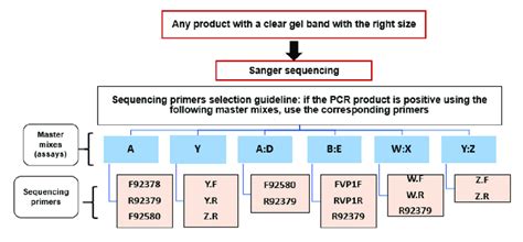 Sequencing Primers Selection Guideline Sequencing Primers Selection Download Scientific
