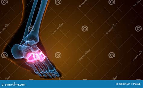 The Medial Cuneiform Bone Royalty Free Illustration 155216736