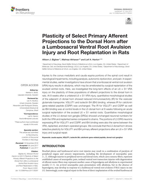 Pdf Plasticity Of Select Primary Afferent Projections To The Dorsal
