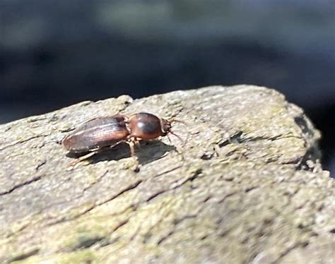 Monocrepidius Vespertinus Bugguide Net