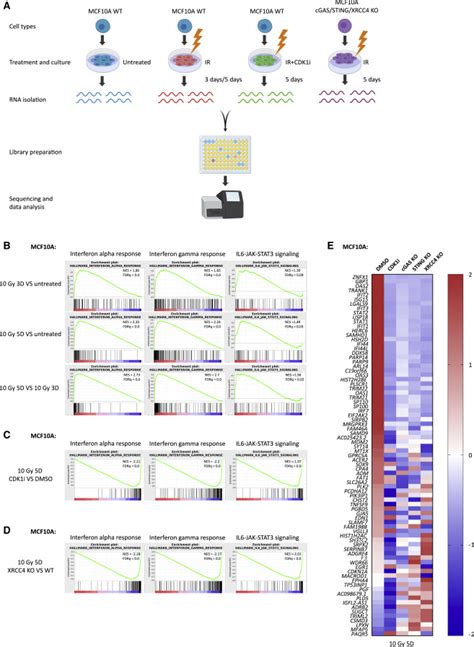 Cell Cycle Checkpoints Cooperate To Suppress DNA And RNA Associated Molecular Pattern