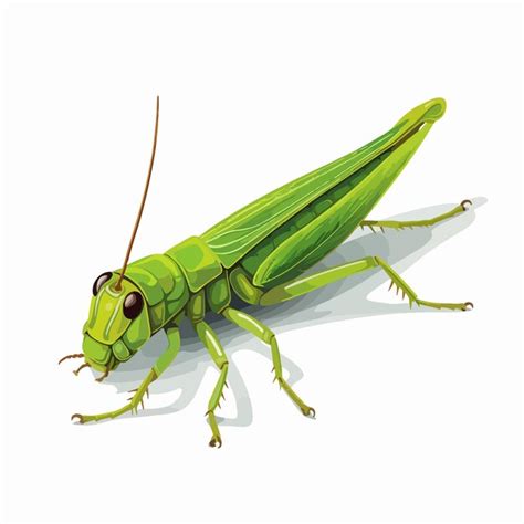 Detailed Grasshopper Vector Illustration Isolated On White Background Detailed Grasshopper Vector Illustration Isolated On White Background