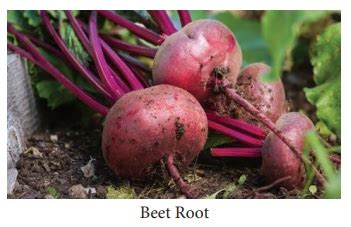 Modification Of Root Reproduction And Modification In Plants Term Unit Th Science
