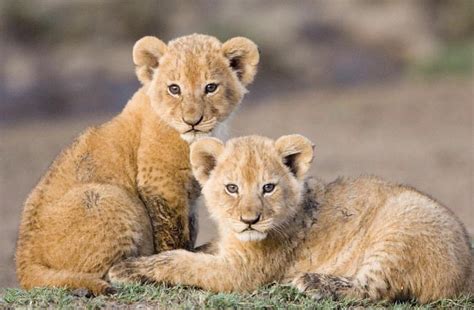 5334 Best Cubs Images On Pholder Hardcoreaww Babybigcatgifs And Nature Is Fucking Lit