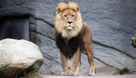 El León De Berbería El León Más Fuerte Del Mundo